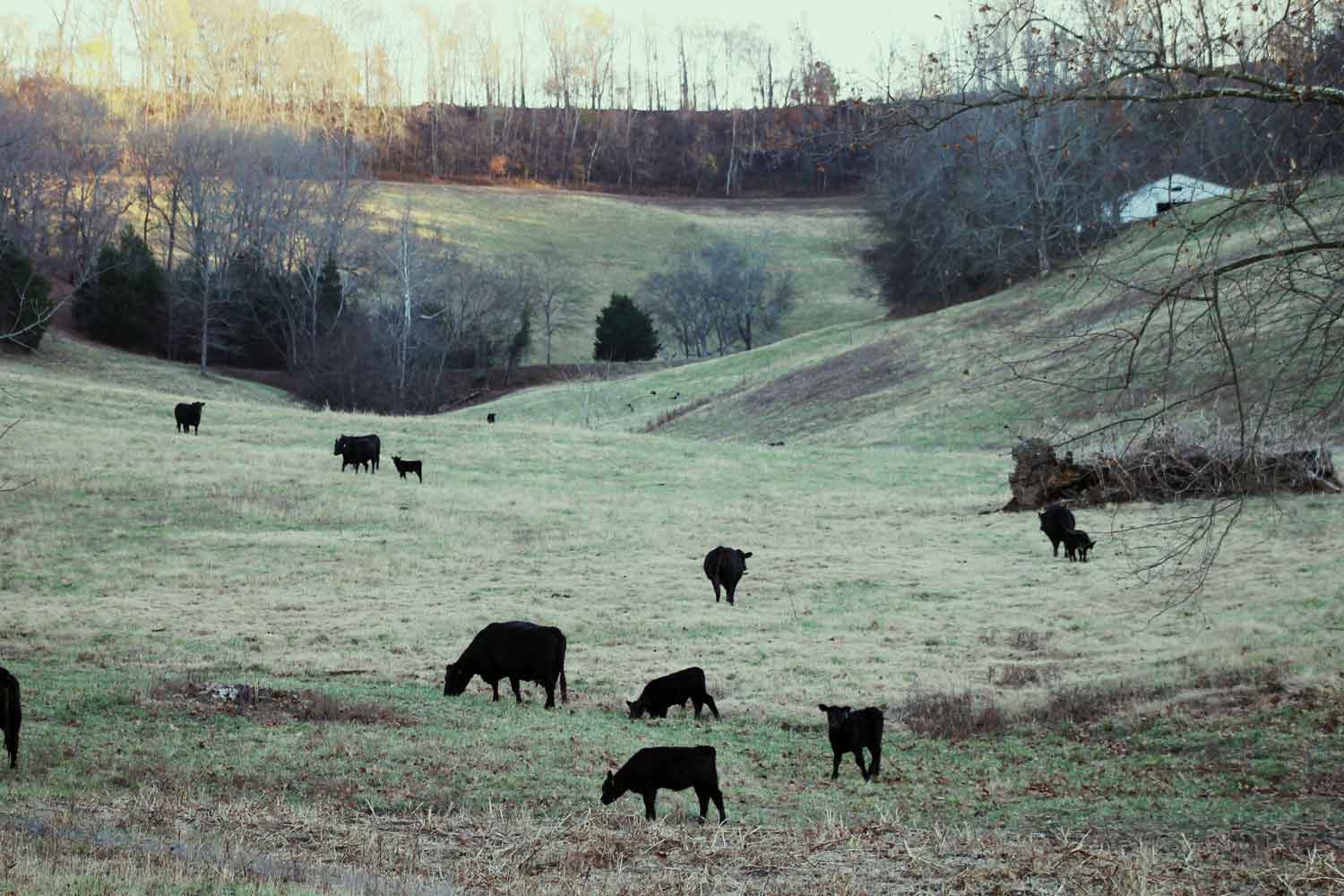 Escape Ranch - Ingram Angus - Angus Cattle in Tennessee